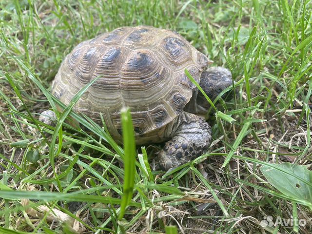 Черепаха сухопутная