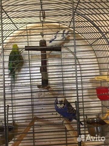2хКлетка для птиц +1 ввс чех+2 пары волнистыеПопуг
