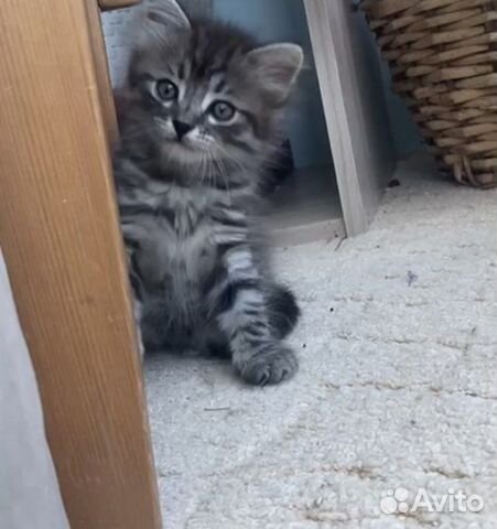 Котенок, Маленький Кот