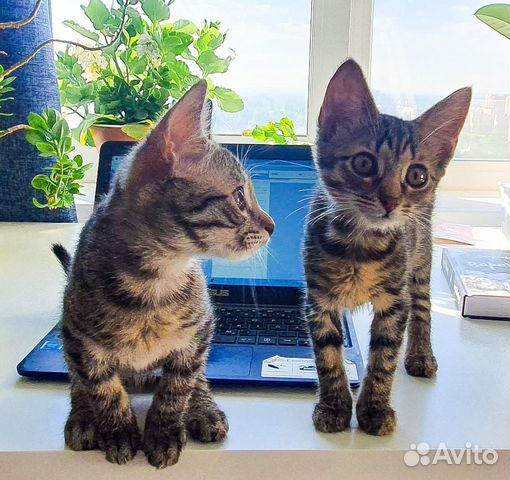 Котята-сестрички на радость любому