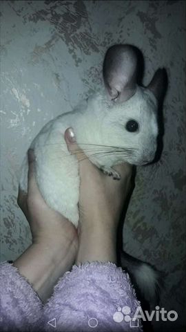 Шиншилла