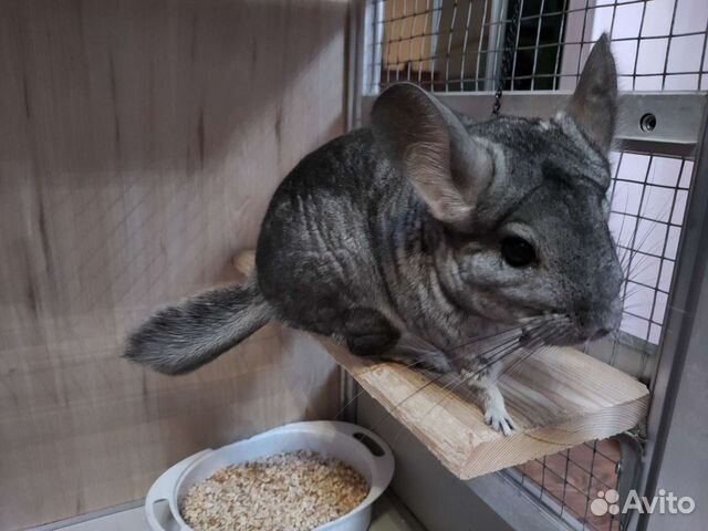 Серебристая шиншилла, девочка, 1.7 года