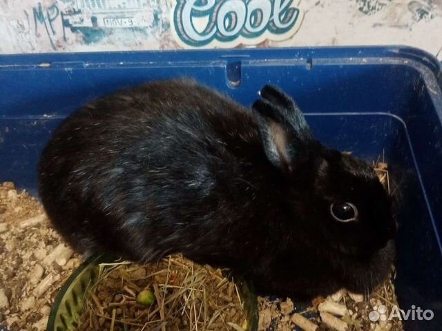 Декоративные кролики