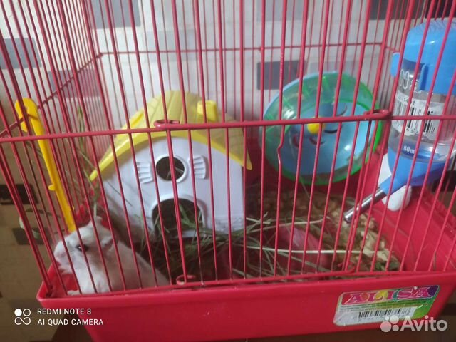 Хомяк с клеткой бесплатно