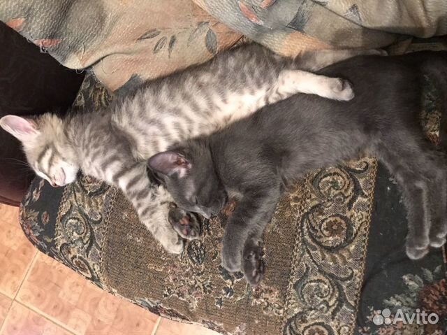 Коты, 2,5 мес