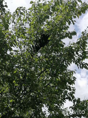 Сниму рой пчел