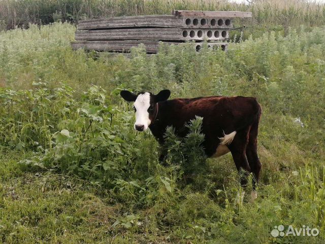 Тёлка 5 месяцев