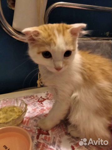 Вислоухий шотландец ищем дом