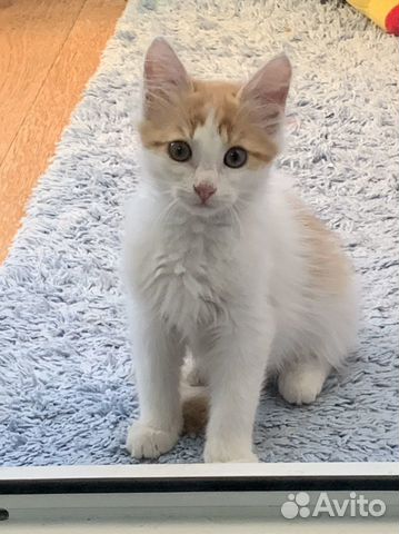 Котята в добрые руки бесплатно