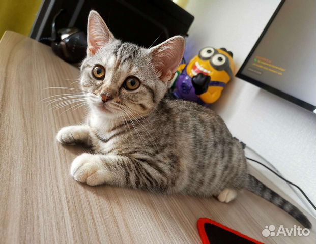 Шотландская Скотиш страйт