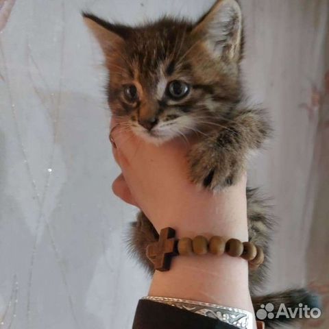 Котенок мальчик