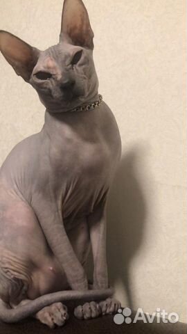 Сфинкс на вязку