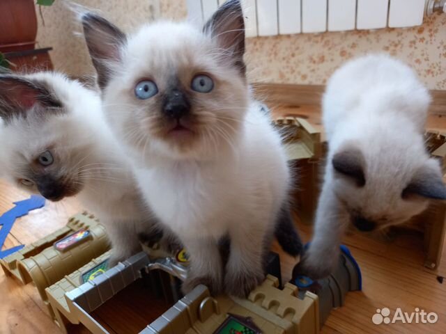 Тайские котята