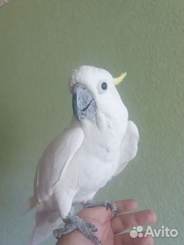 Попугай какаду