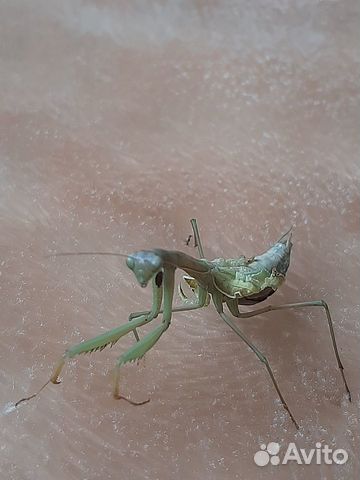 Богомол обыкновенный