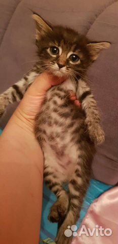 Сибирский котенок девочка 2мес Клёпа