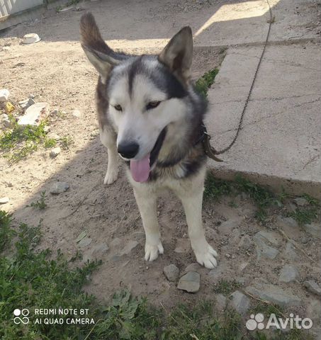 Собака помесь Хаски с дворнягой