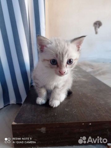 Кошка