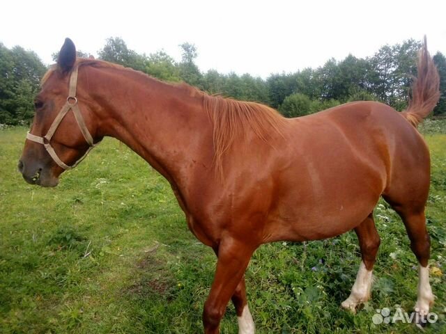 Кобылка 5 лет