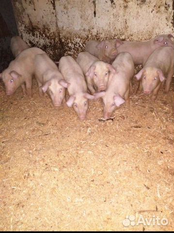 Поросенок ландрас