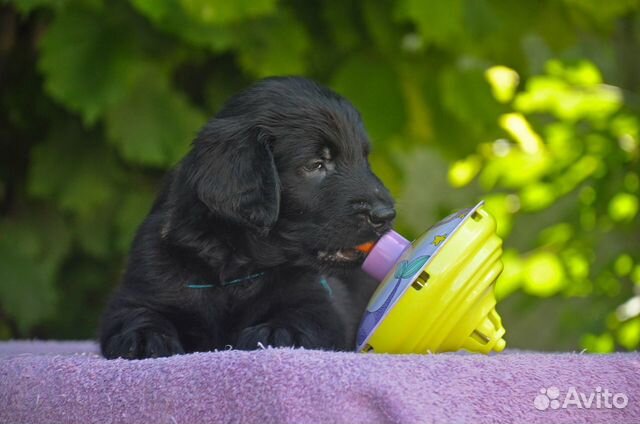 Прямошерстный ретривер щенки
