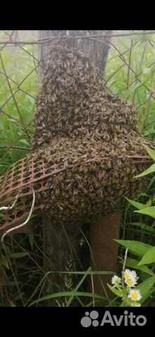 Сниму рой пчёл, бесплатно