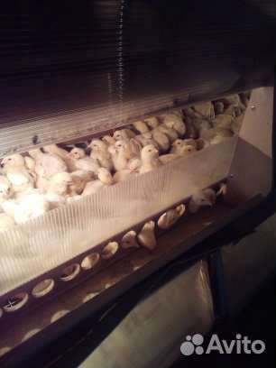 Продам цеплят бролера рос308 1,5 месеца от2кг ивыш
