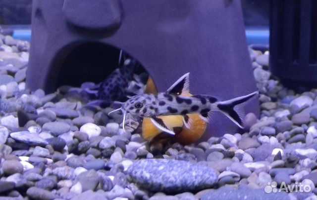 Синодонтис, сом перевертыш, кукушка