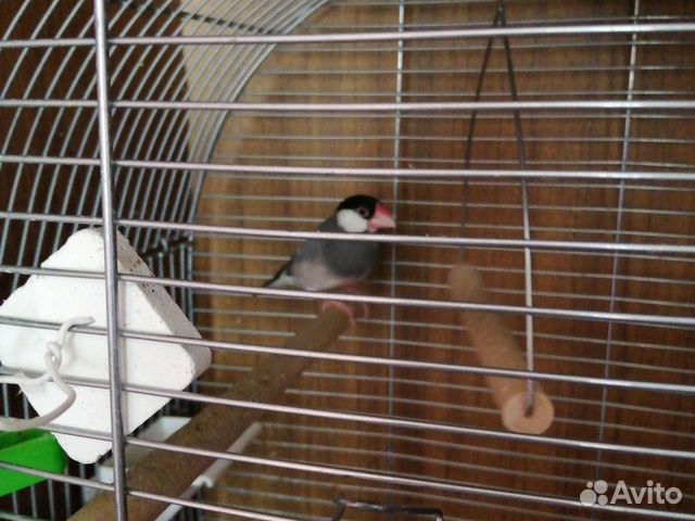 Рисовые амадины