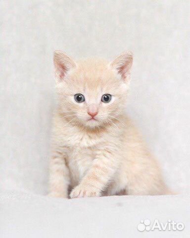 Котята мальчик и девочка, 1 месяц