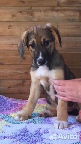 Собака в добрые руки щенок