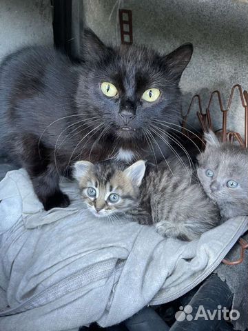 Котята в добрые руки бесплатно