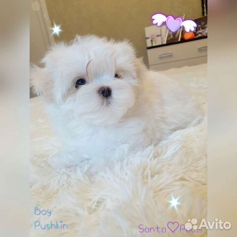 Щенки мальтезе