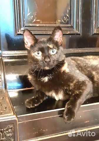 Добрая кошка в добрые руки