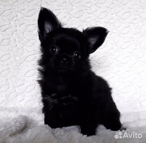 Чихуахуа щенок Черный Принц
