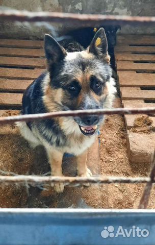 Овчарки в отлове