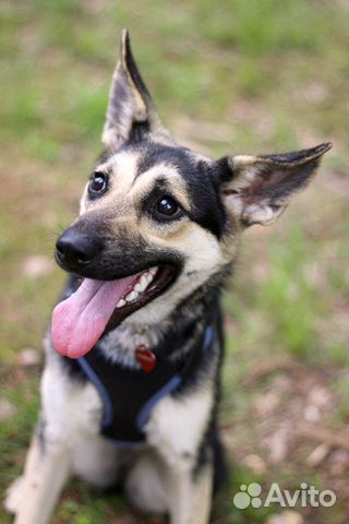 Шанель брошенка - щенок ищет дом