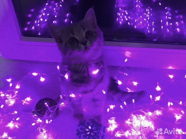 Шотландская кошка