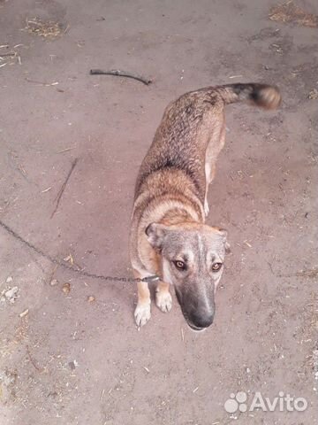 Собака сука помесь с лайкой