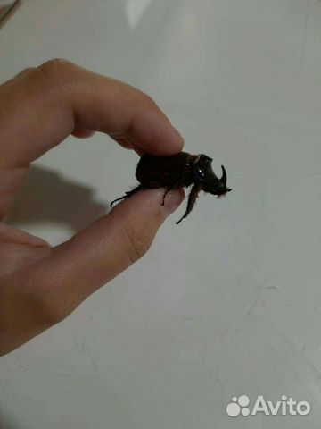 Жук носорог