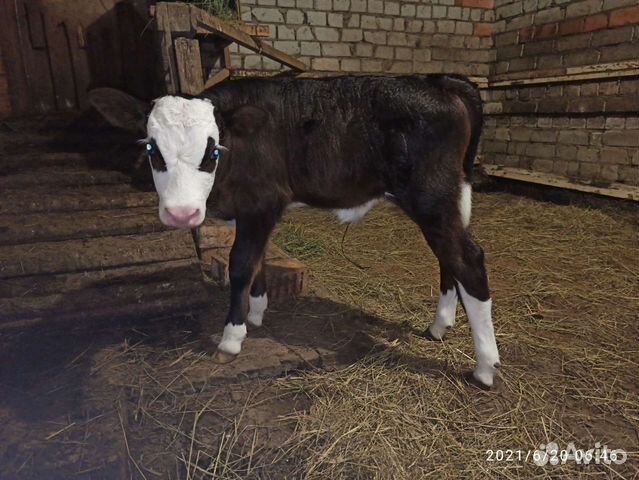 Бычки и быки