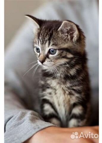 Котята Табби и чёрный малыш