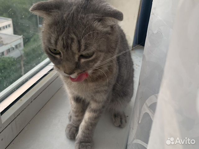 Кошка в добрые руки