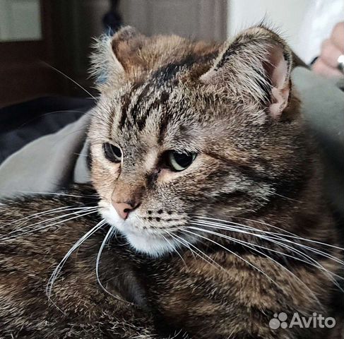 Кошка Плюшка