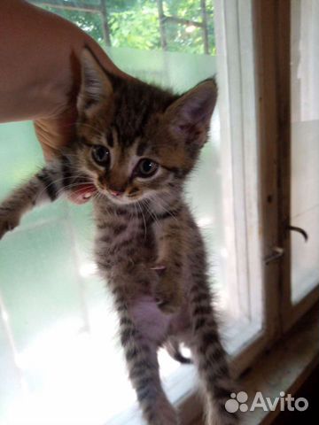 Тигрята в дар