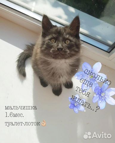 Кошки в добрые руки бесплатно