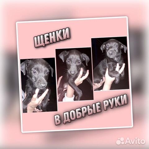 Щенки в поисках дома
