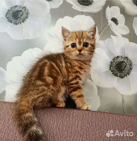 Замечательная малышка