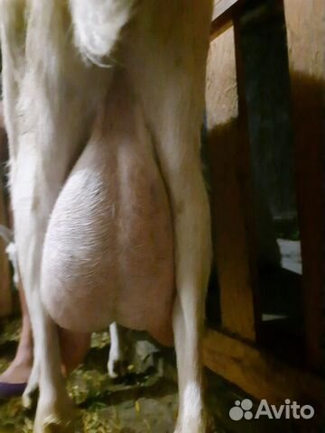 Зааненская дойная коза 3 литра в день второй окот