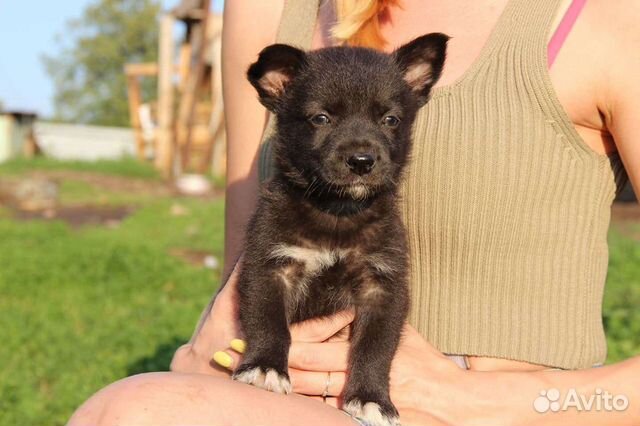 Собака. Щенки. В добрые руки